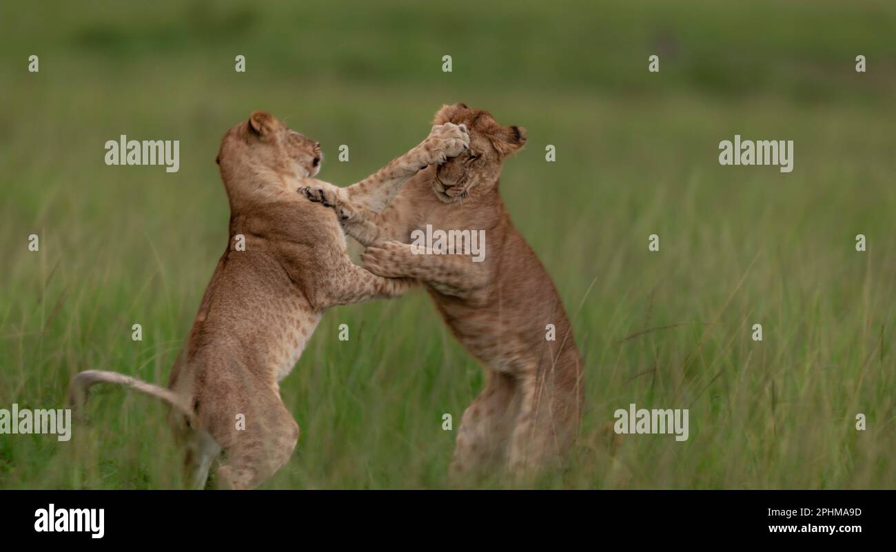 FUNNY images of two adolescent lion cubs enjoying a punching sparring ...