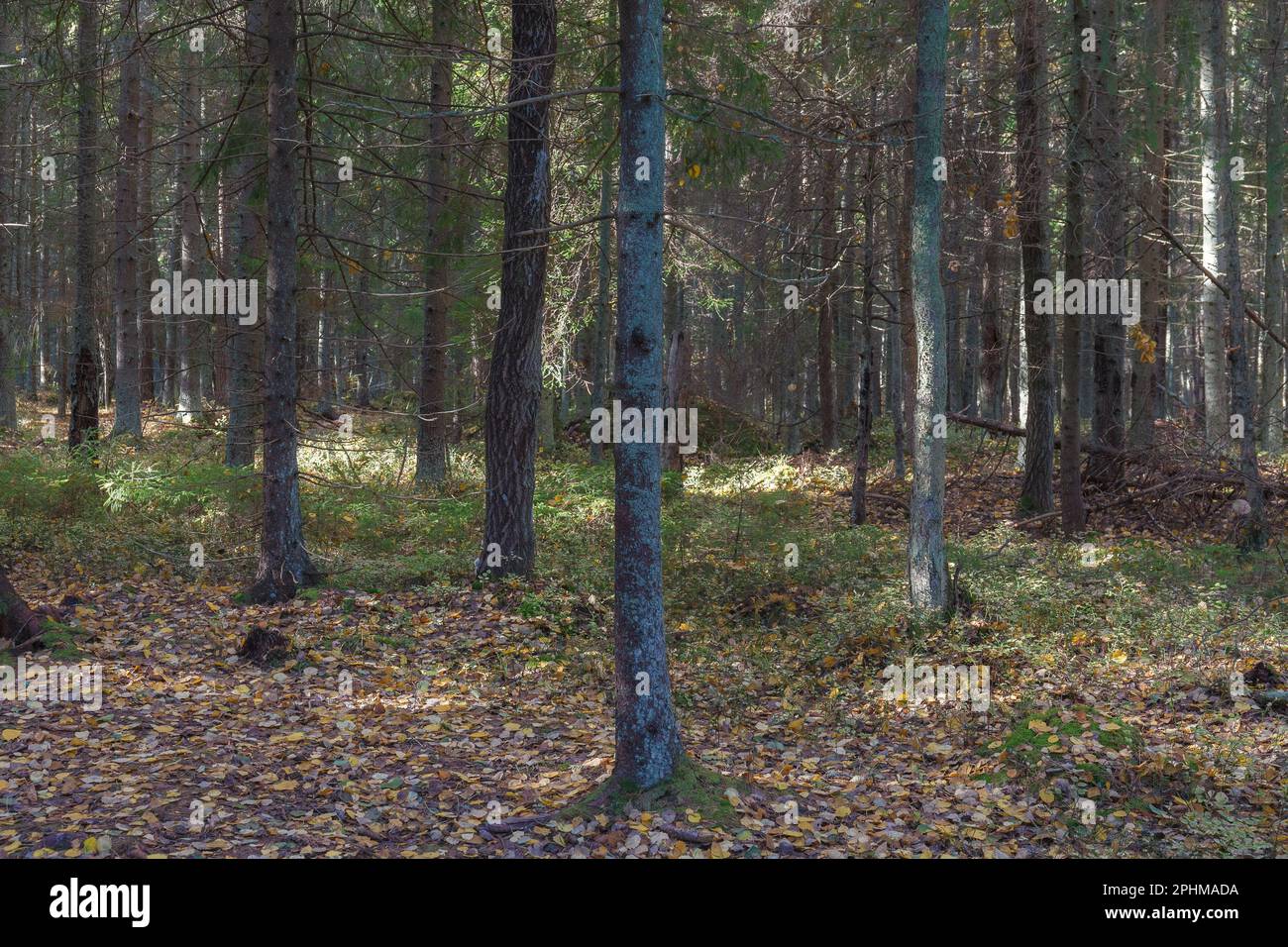 Sunlit evergreen forest. Mossy bottom, conifer tree trunks and branches ...