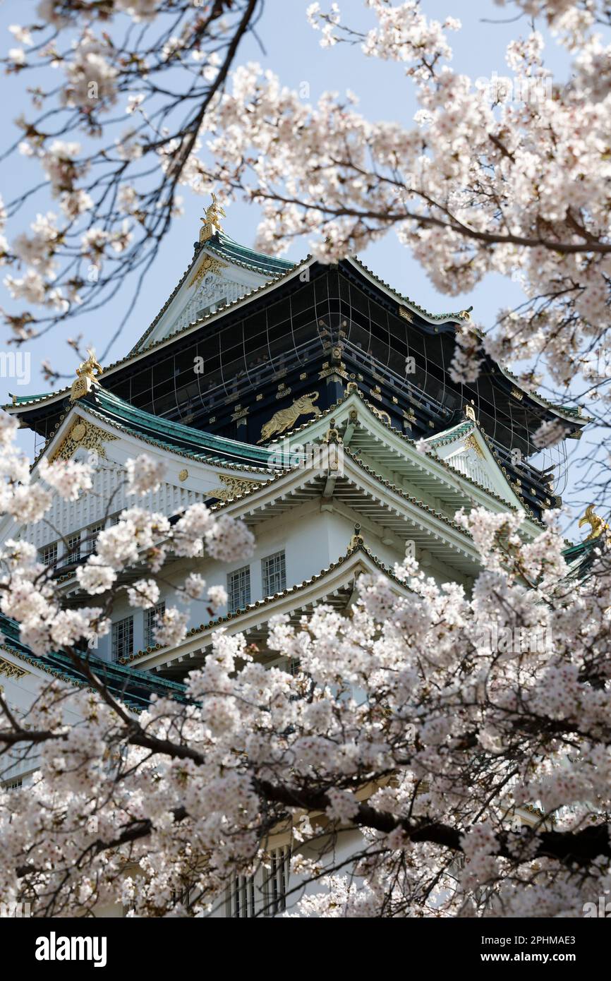 Osaka, Japan. March 28, 2023, Cherry blossoms in full bloom are seen at ...
