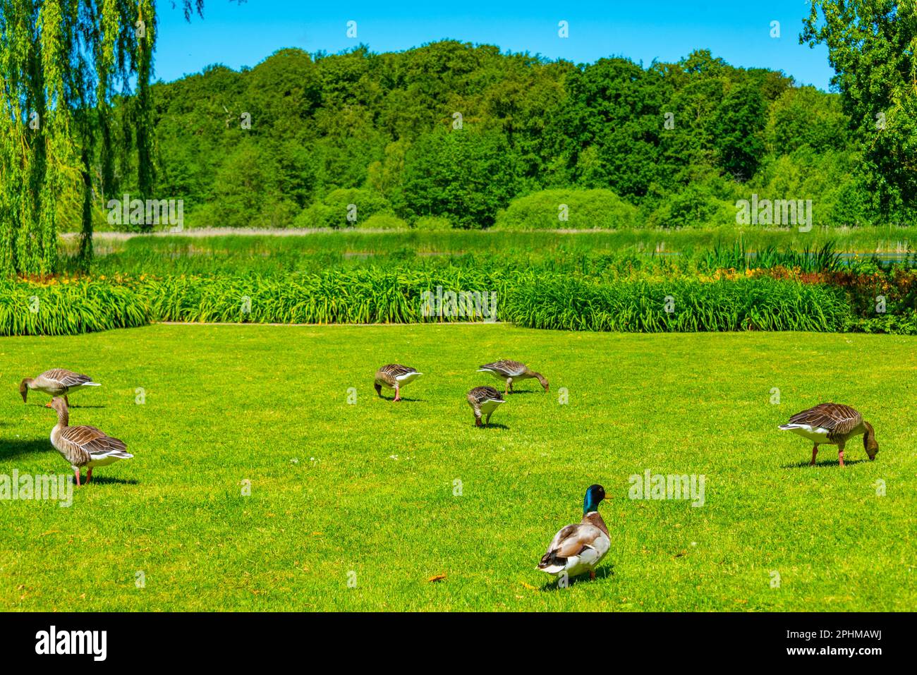 Green gardens at Grasten Palace in Denmark Stock Photo - Alamy
