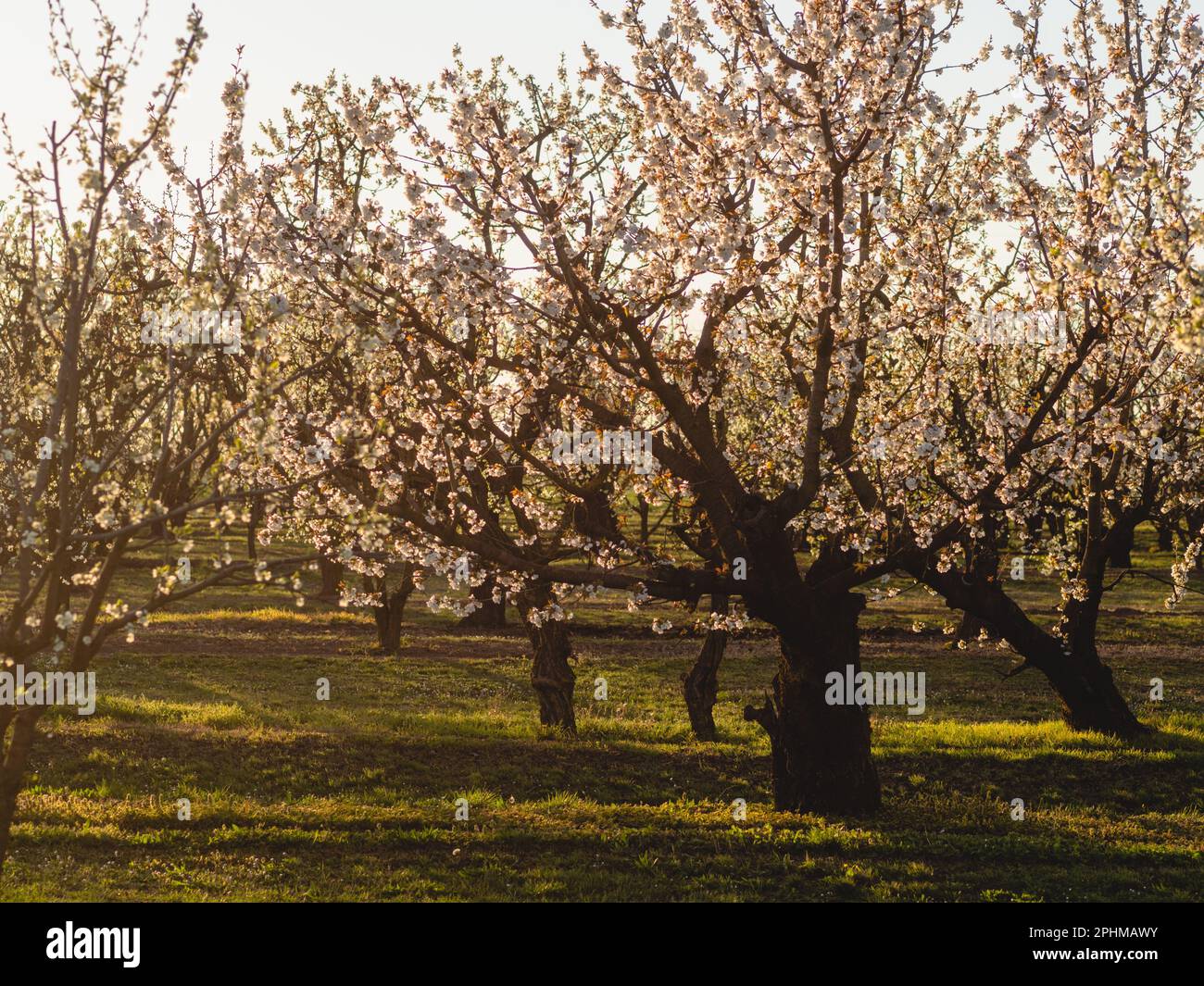 Spring blossom background. Nature scene with blooming tree and sun ...