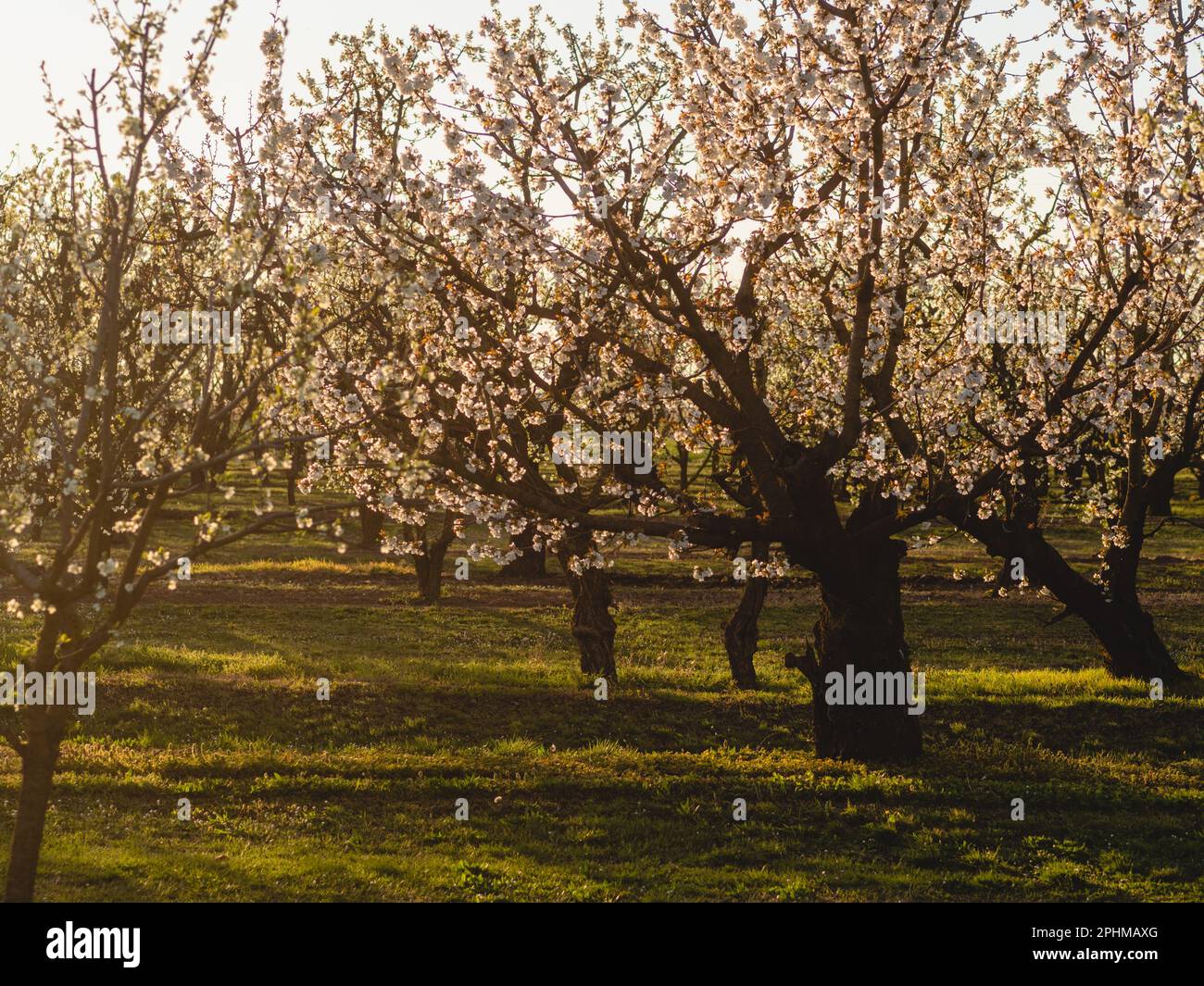 Spring blossom background. Nature scene with blooming tree and sun ...