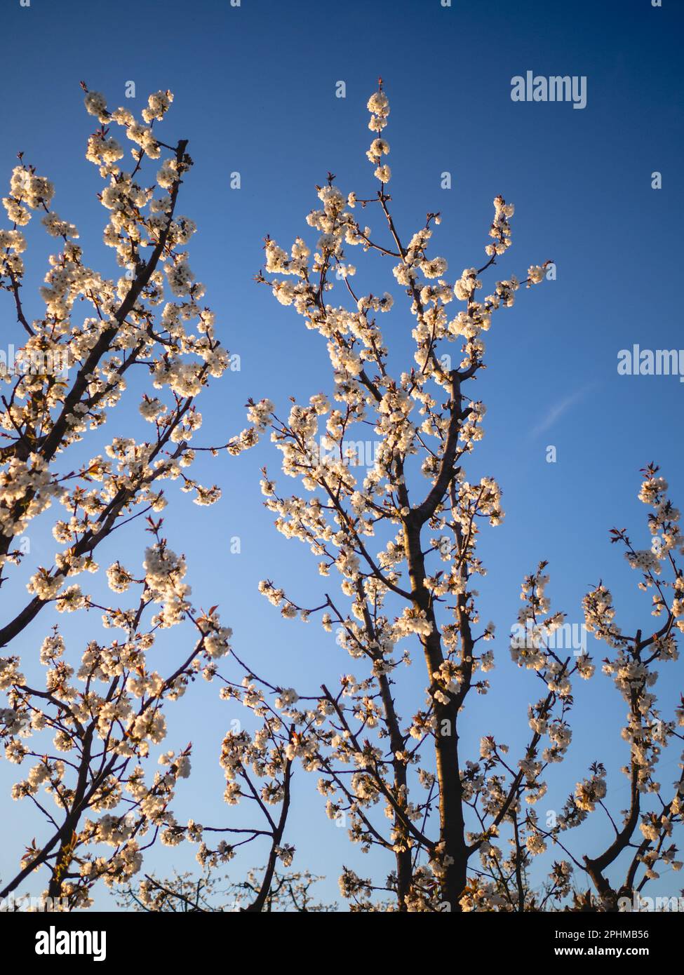 Spring blossom background. Nature scene with blooming tree and sun ...