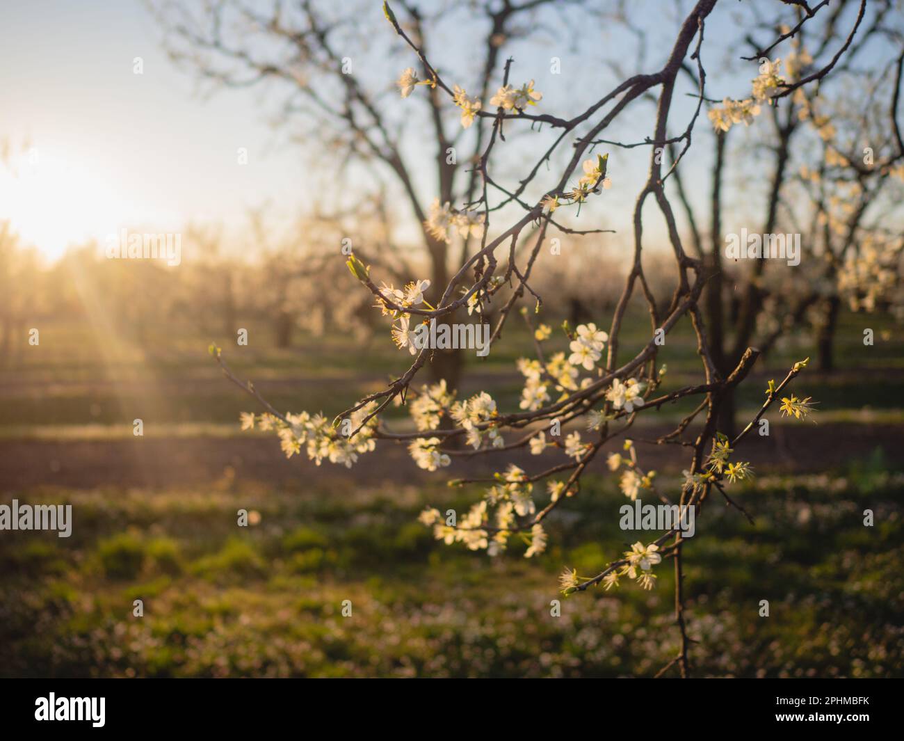 Spring blossom background. Nature scene with blooming tree and sun ...