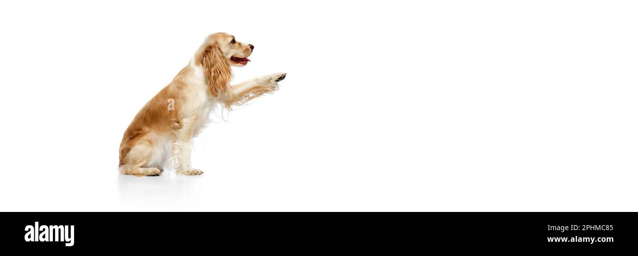 Studio image of beautiful dog, english cocker spaniel sitting and ...