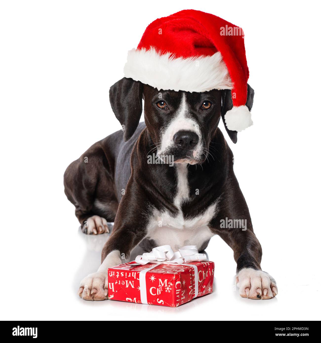 Cross breed dog with christmas gifts isolated on white background Stock ...