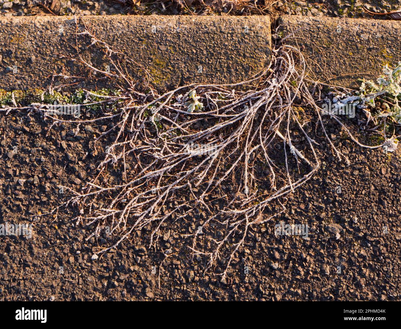 Creeping horror hi-res stock photography and images - Alamy