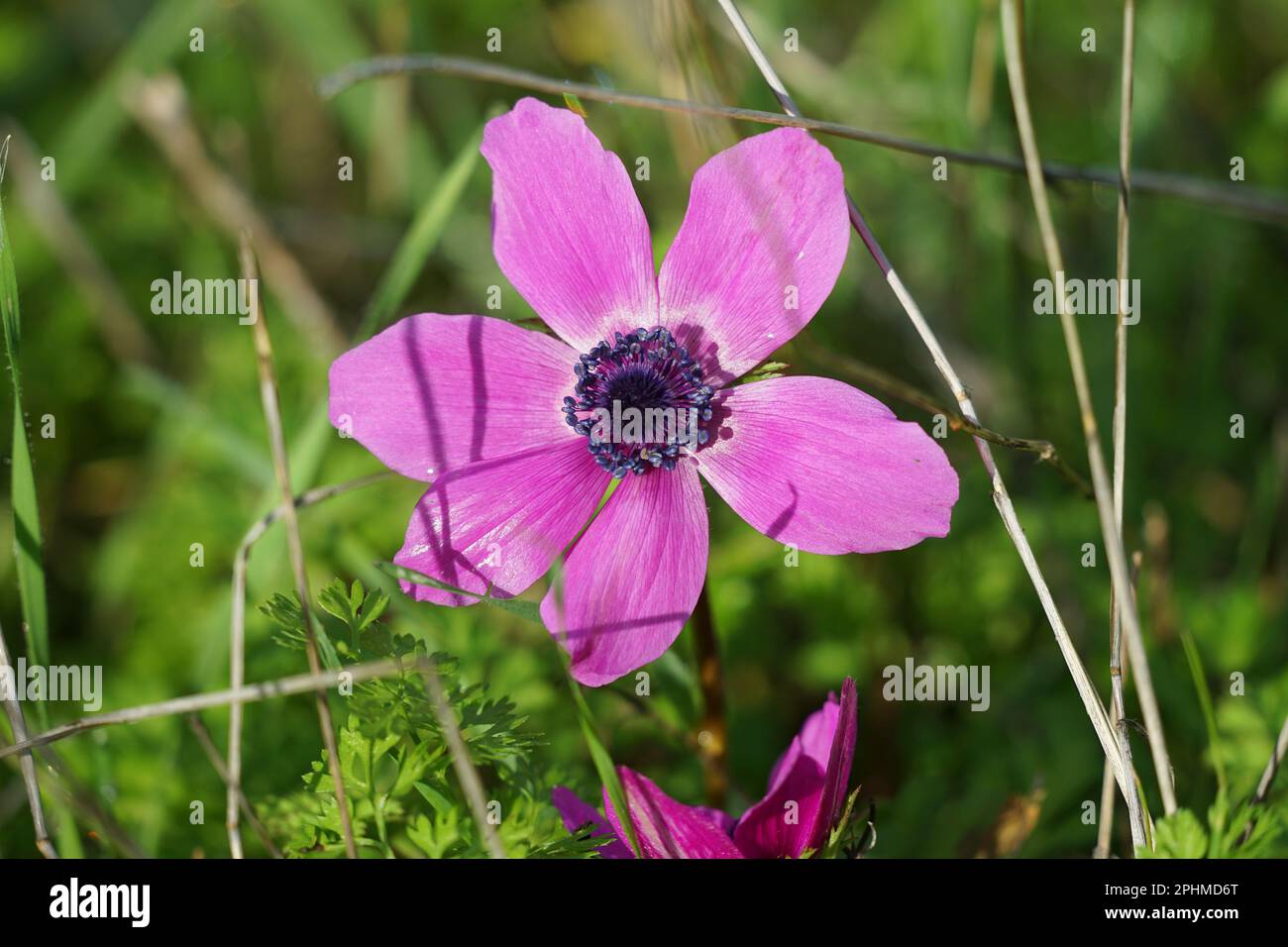 a pink wild flower in a greek meadow in the winter, Rhodes Island, eine ...