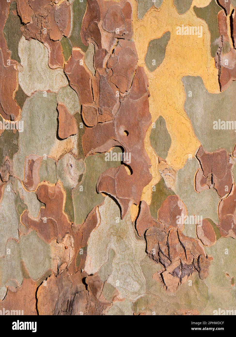 Strange, irregular patterns on a tree in my home town of Abingdon-on ...