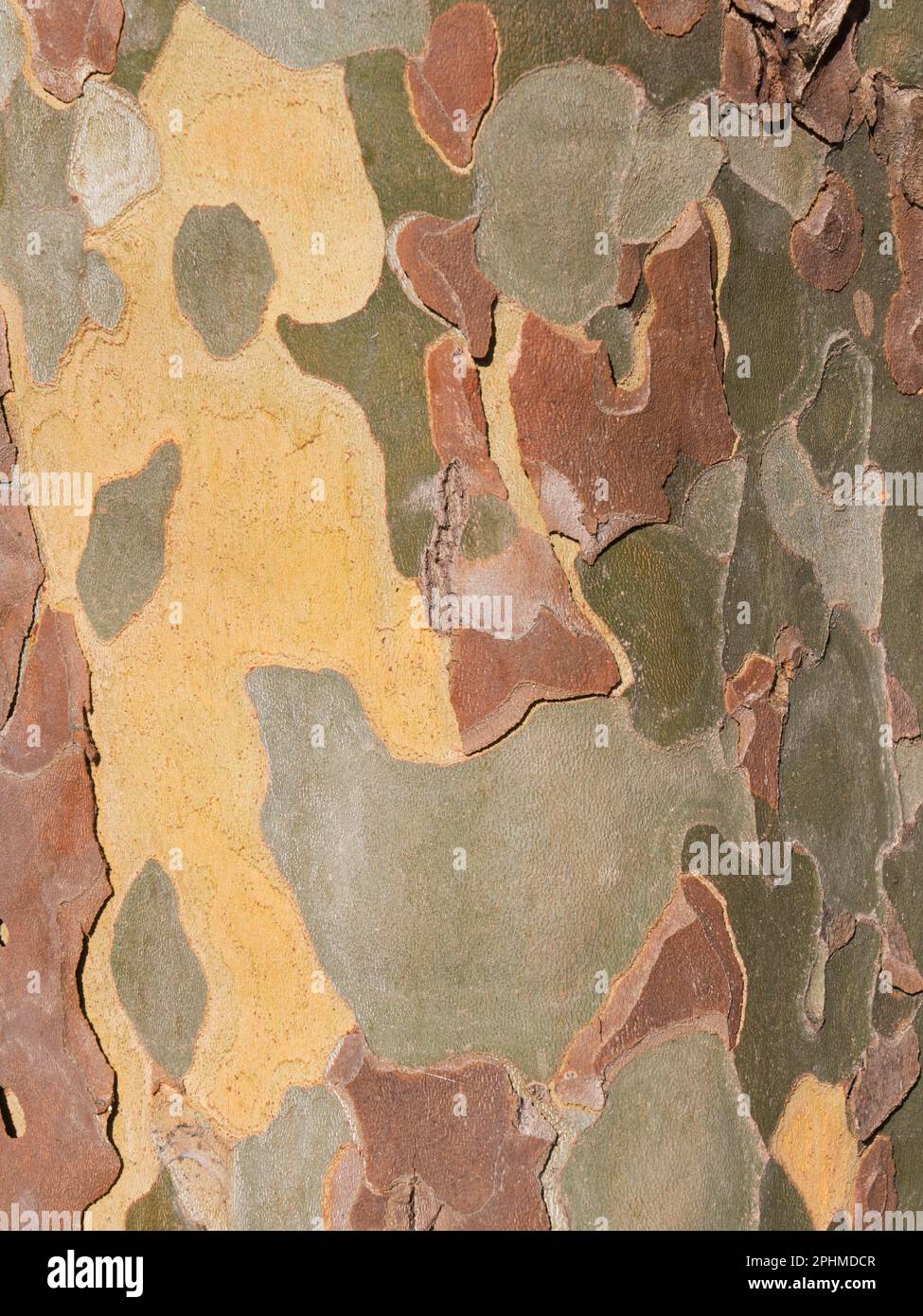 Strange, irregular patterns on a tree in my home town of Abingdon-on ...