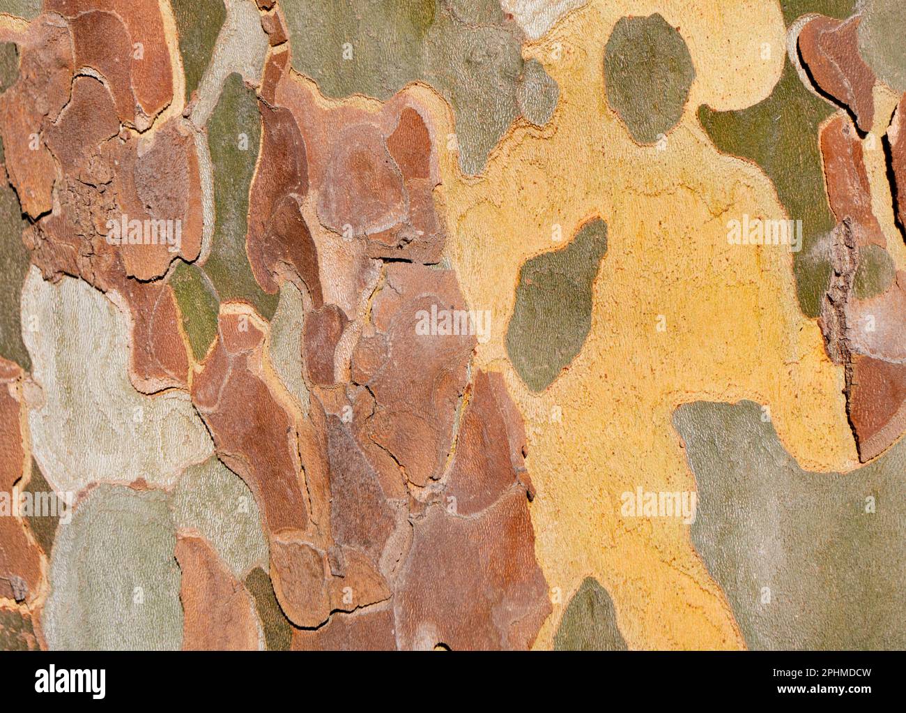 Strange, irregular patterns on a tree in my home town of Abingdon-on ...