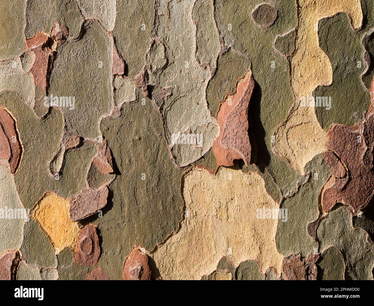 Strange, irregular patterns on a tree in my home town of Abingdon-on ...