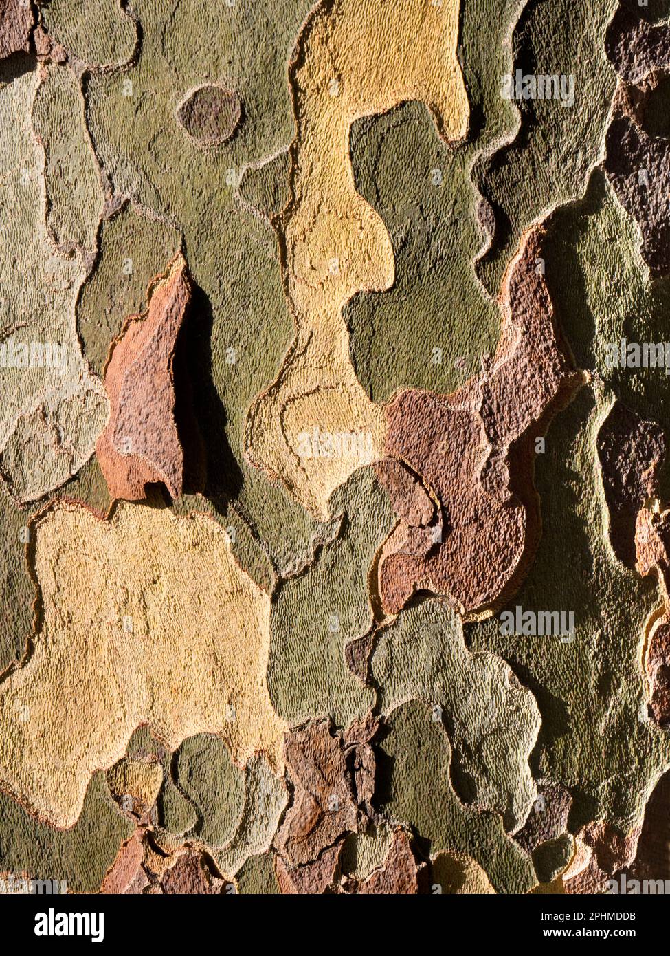 Strange, irregular patterns on a tree in my home town of Abingdon-on ...