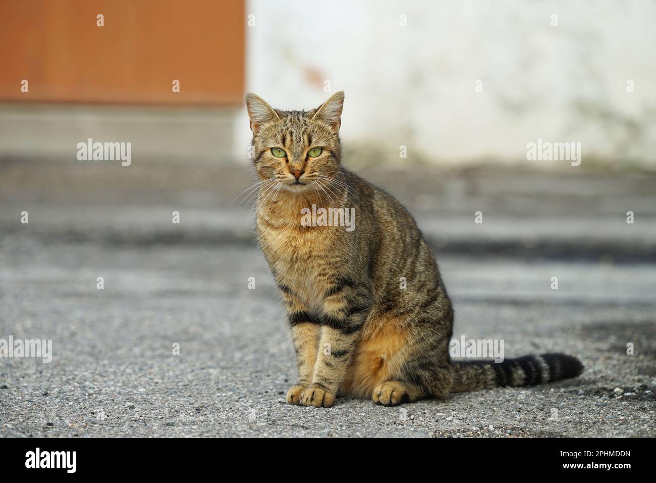 Domestic Cat Cats in greece on a road and lost place in a village on ...