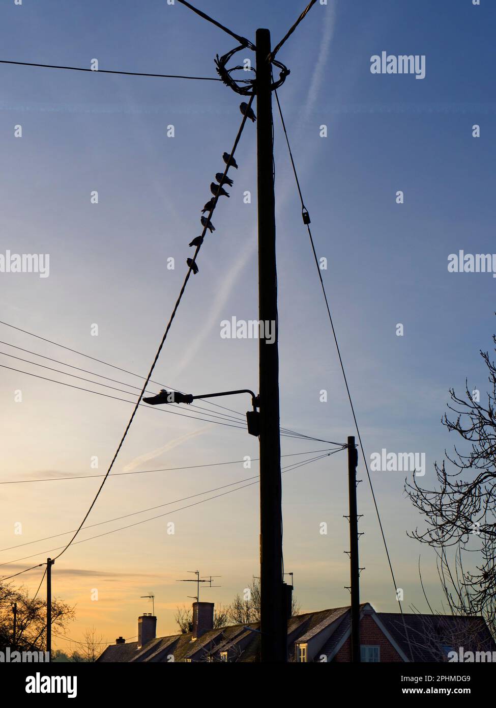 What makes a desirable perching spot for pigeons? I don't know but ...