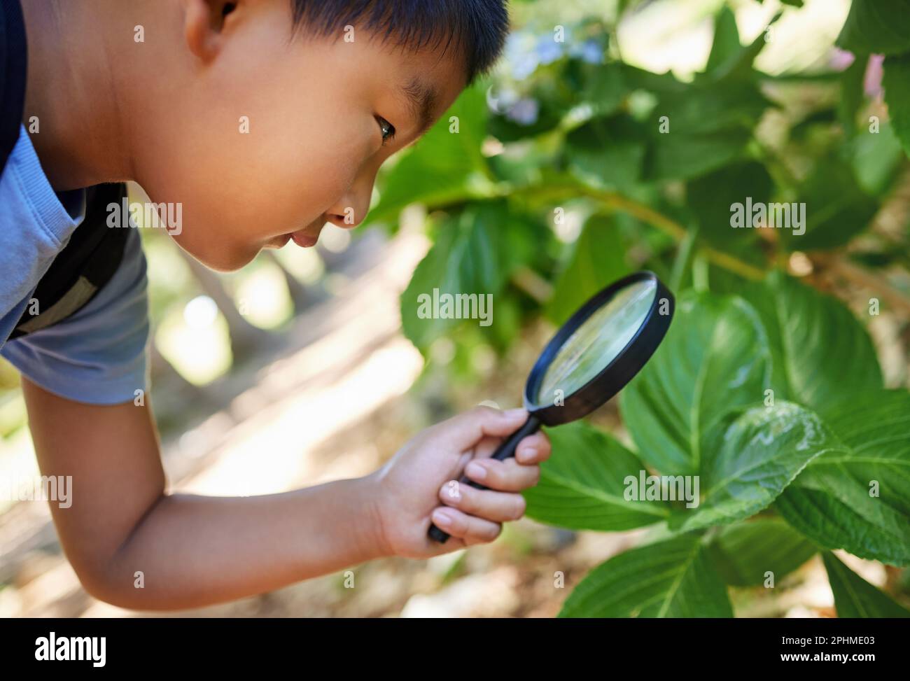Magnifying glass, nature and an asian boy studying plants outdoor for ...
