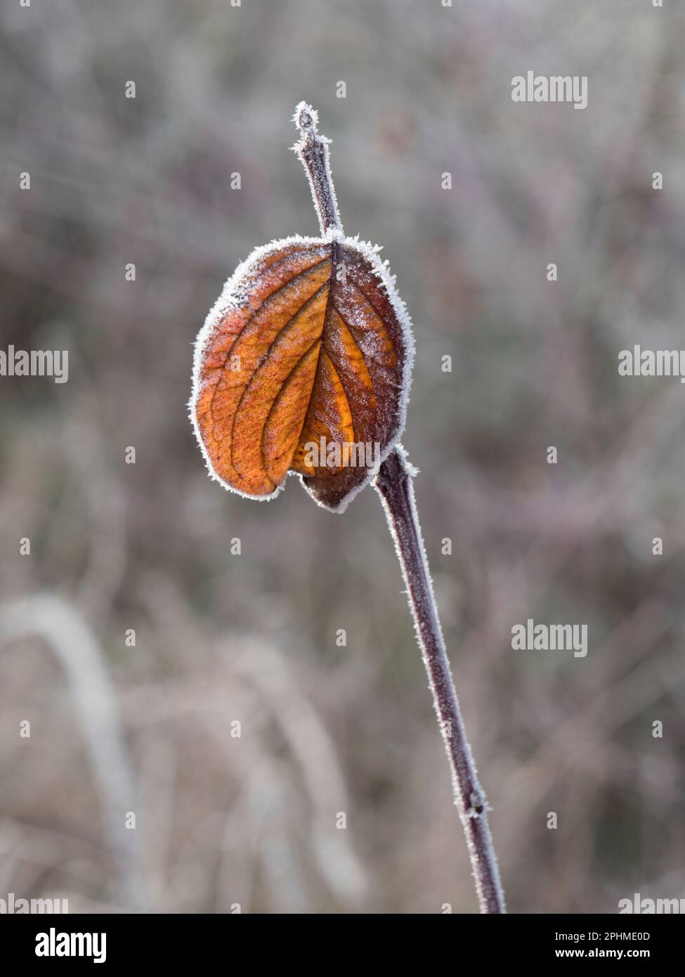Sapling field hi-res stock photography and images - Alamy