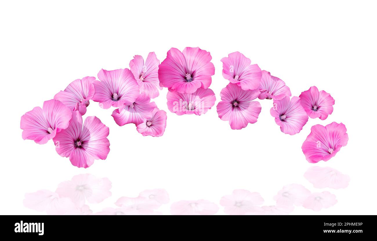 pink flowers with reflection on white background Stock Photo - Alamy