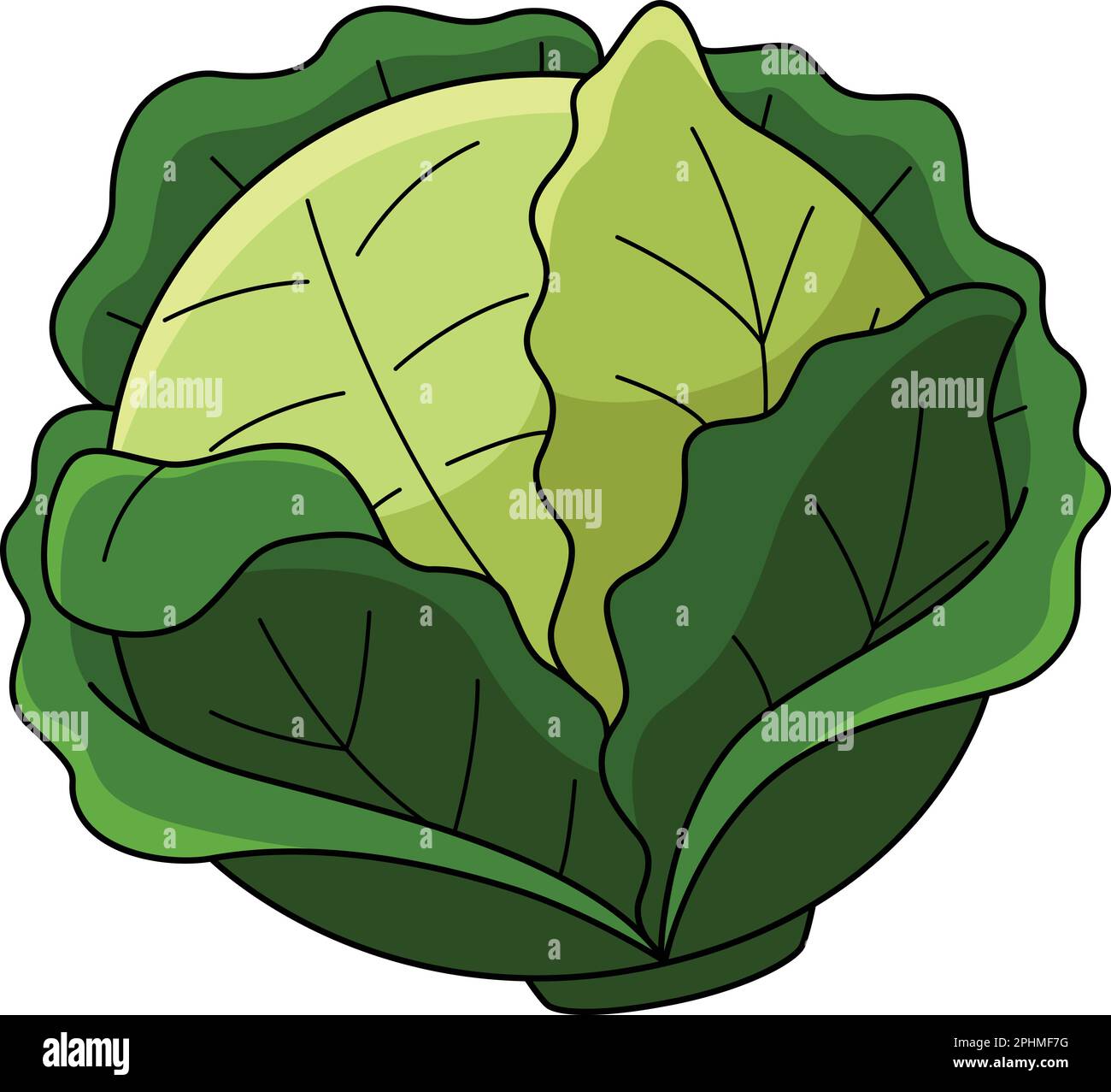 Cabbage Vegetable Cartoon Colored Clipart Stock Vector Image & Art - Alamy