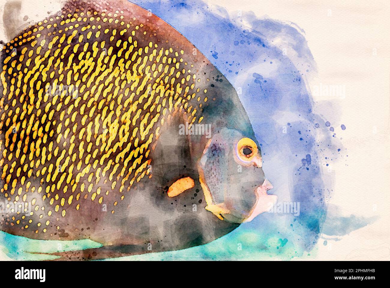 Digitally created watercolor painting of an adult French Angelfish ...