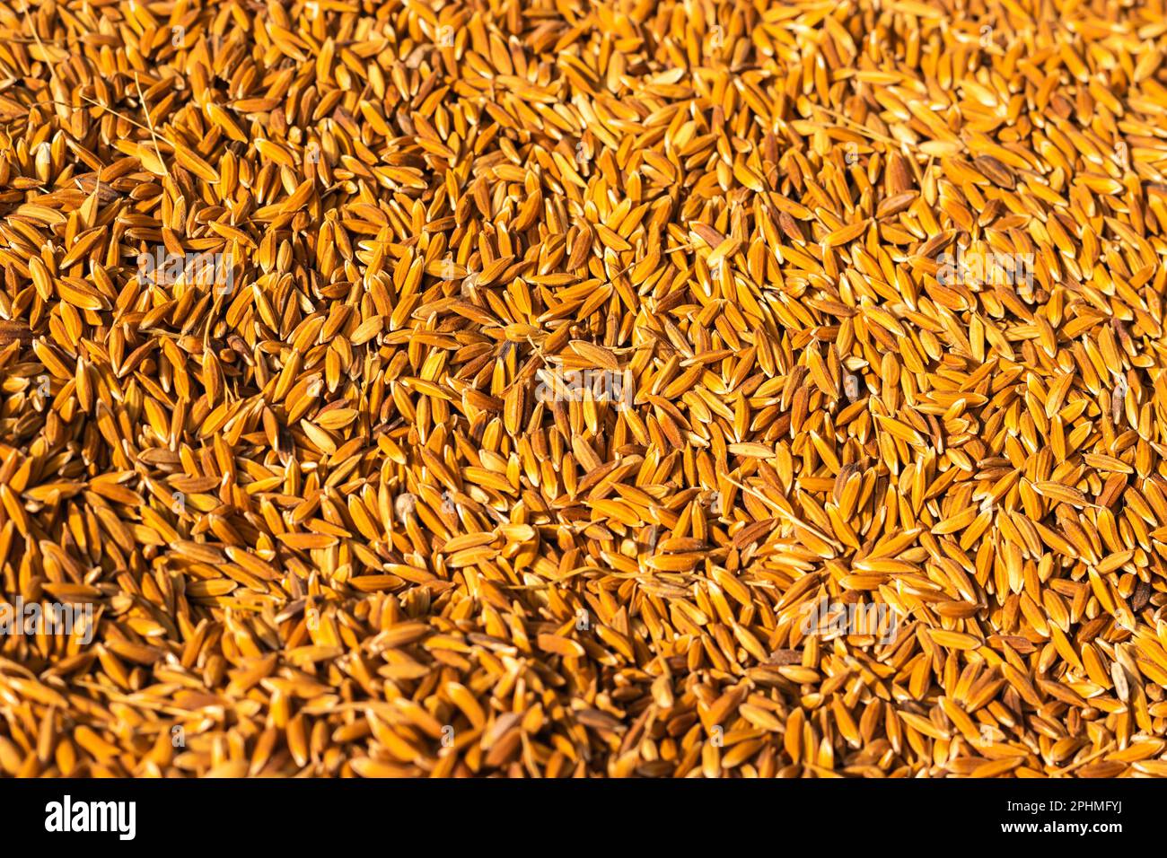 paddy rice seeds from top angle at day Stock Photo - Alamy