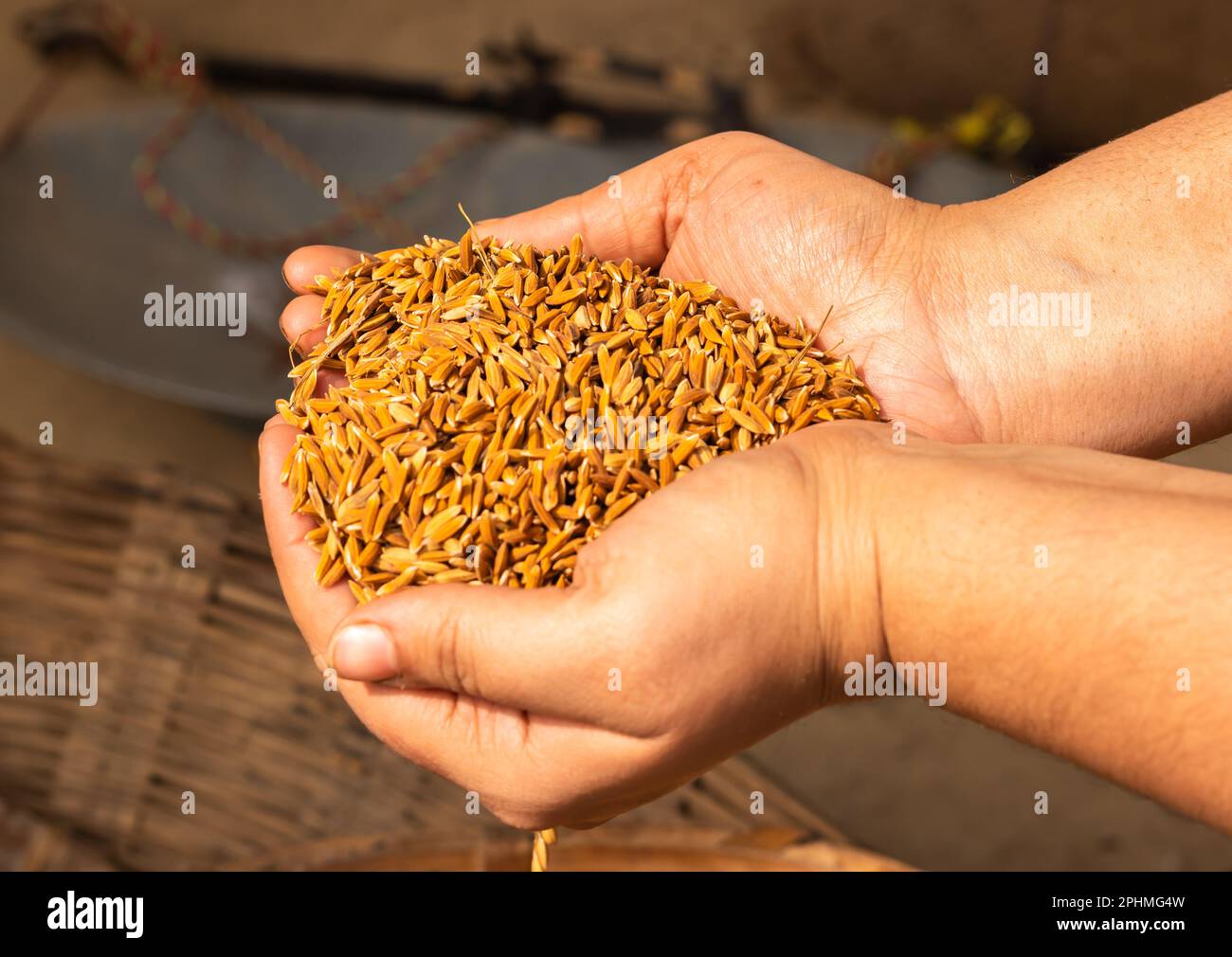 paddy rice seeds kept in girl hands from top angle at day Stock Photo ...