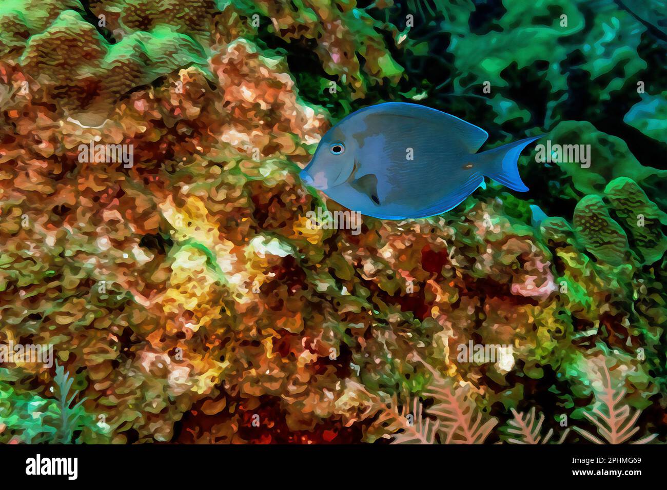 Digitally created watercolor painting of Blue tang surgeonfish ...