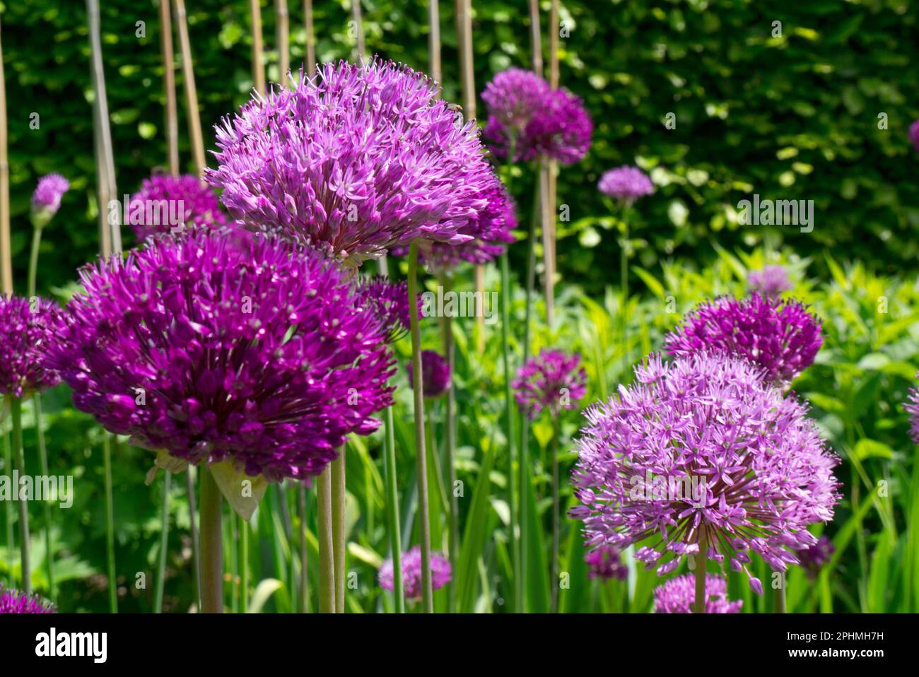 Alliums summer hi-res stock photography and images - Alamy