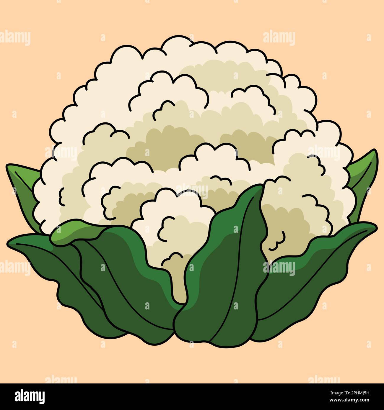 Cauliflower Vegetable Colored Cartoon Illustration Stock Vector Image ...