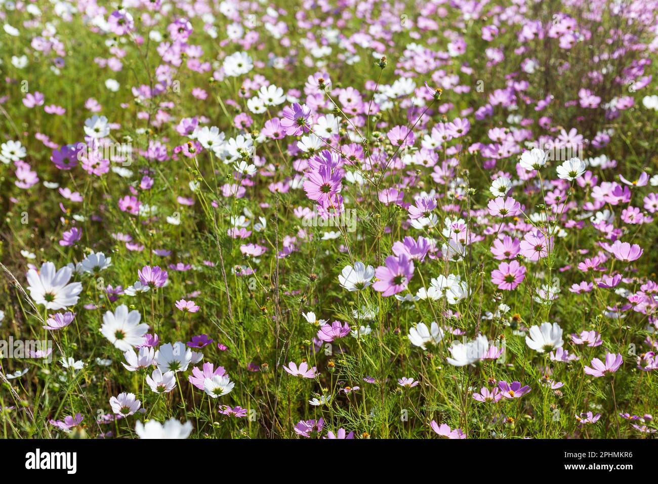 Cosmos south africa hi-res stock photography and images - Alamy