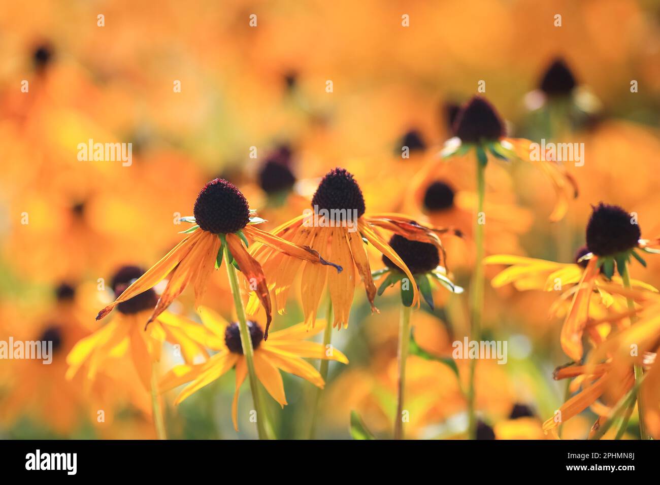 Rudbeckia is a plant genus in the Asteraceae or composite family Stock ...