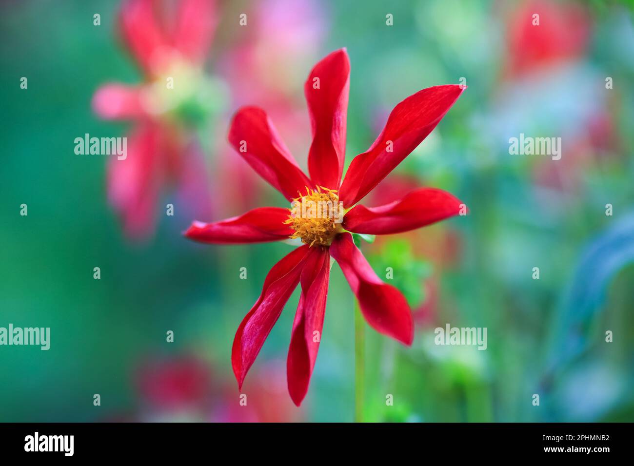 Dahlia is a member of the Compositae (also called Asteraceae) family of ...