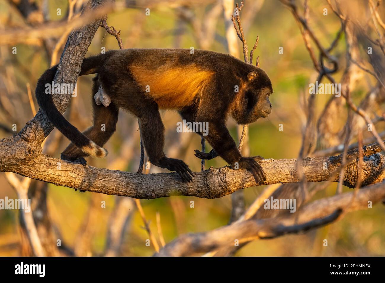 Mantled Howler Monkey - Alouatta palliata, beautiful noisy primate from ...