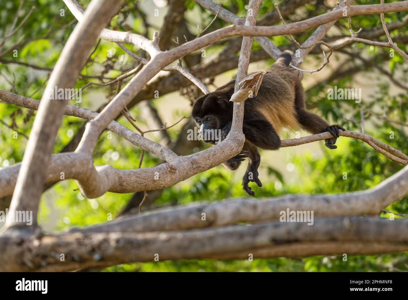 Mantled Howler Monkey - Alouatta palliata, beautiful noisy primate from ...
