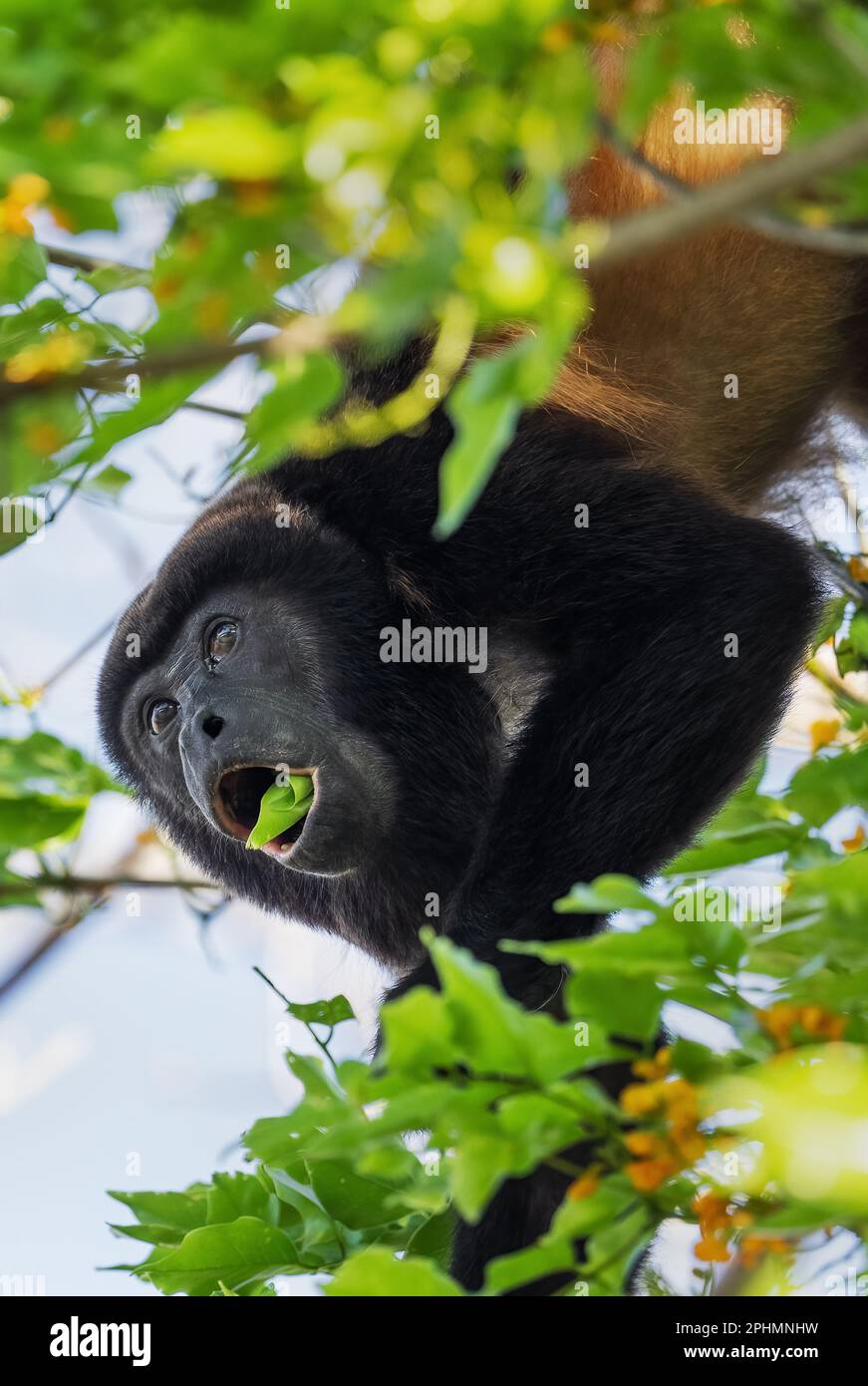 Mantled Howler Monkey - Alouatta palliata, beautiful noisy primate from ...