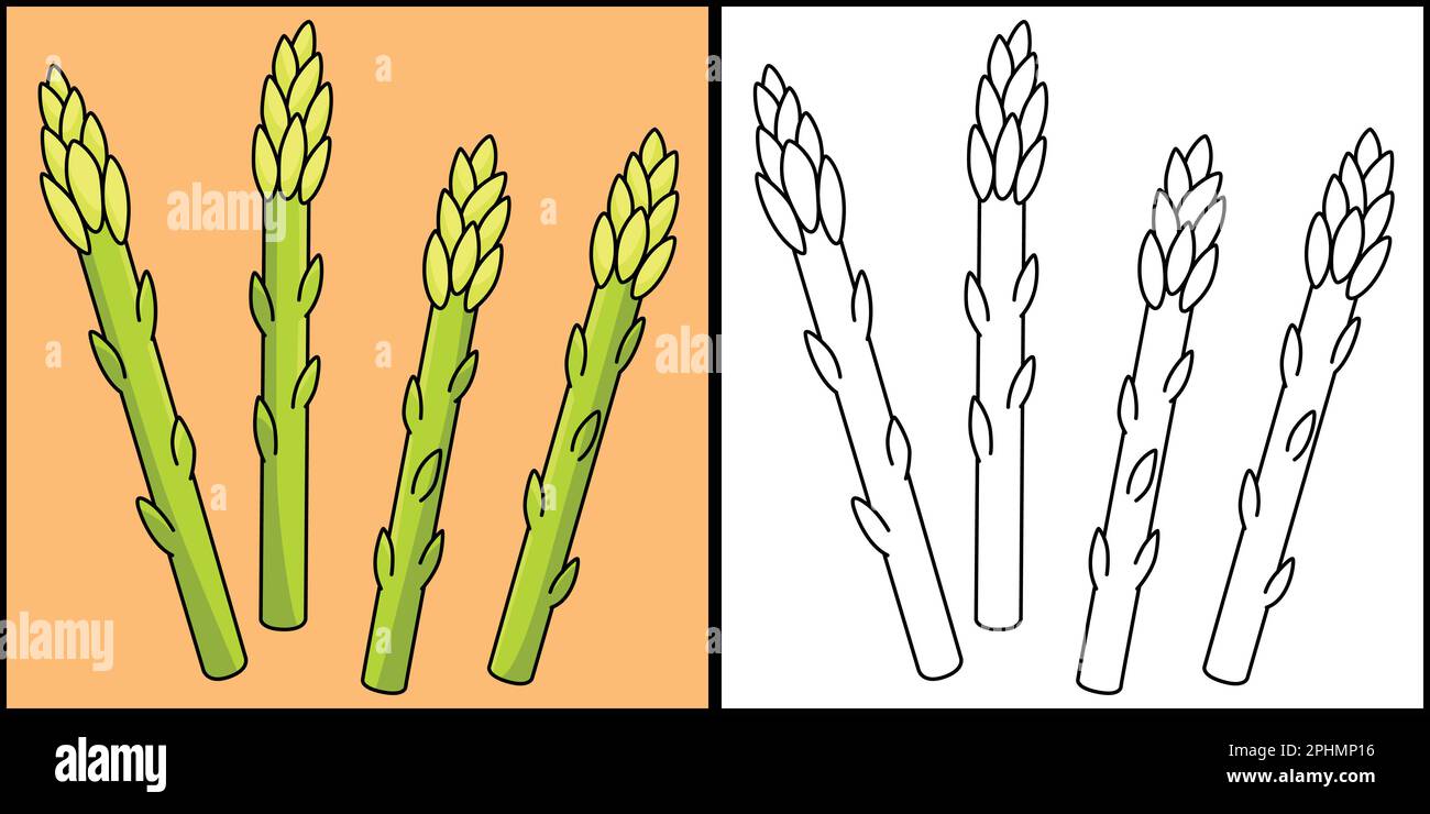 Asparagus Vegetable Coloring Page Illustration Stock Vector Image & Art ...