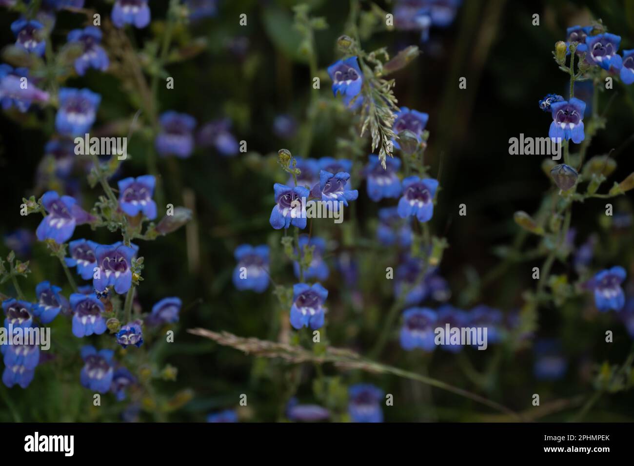 Penstemon Blooms Look Like Little Mouthes With Teeth across image Stock ...