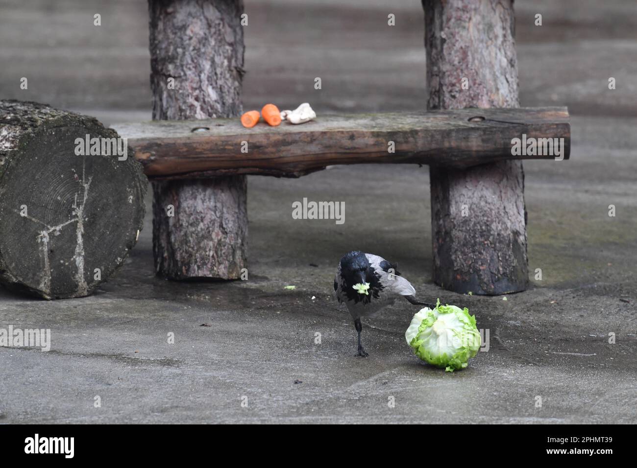 'Moscow. A crow in a bear enclosure at the Moscow Zoo. ' Stock Photo ...