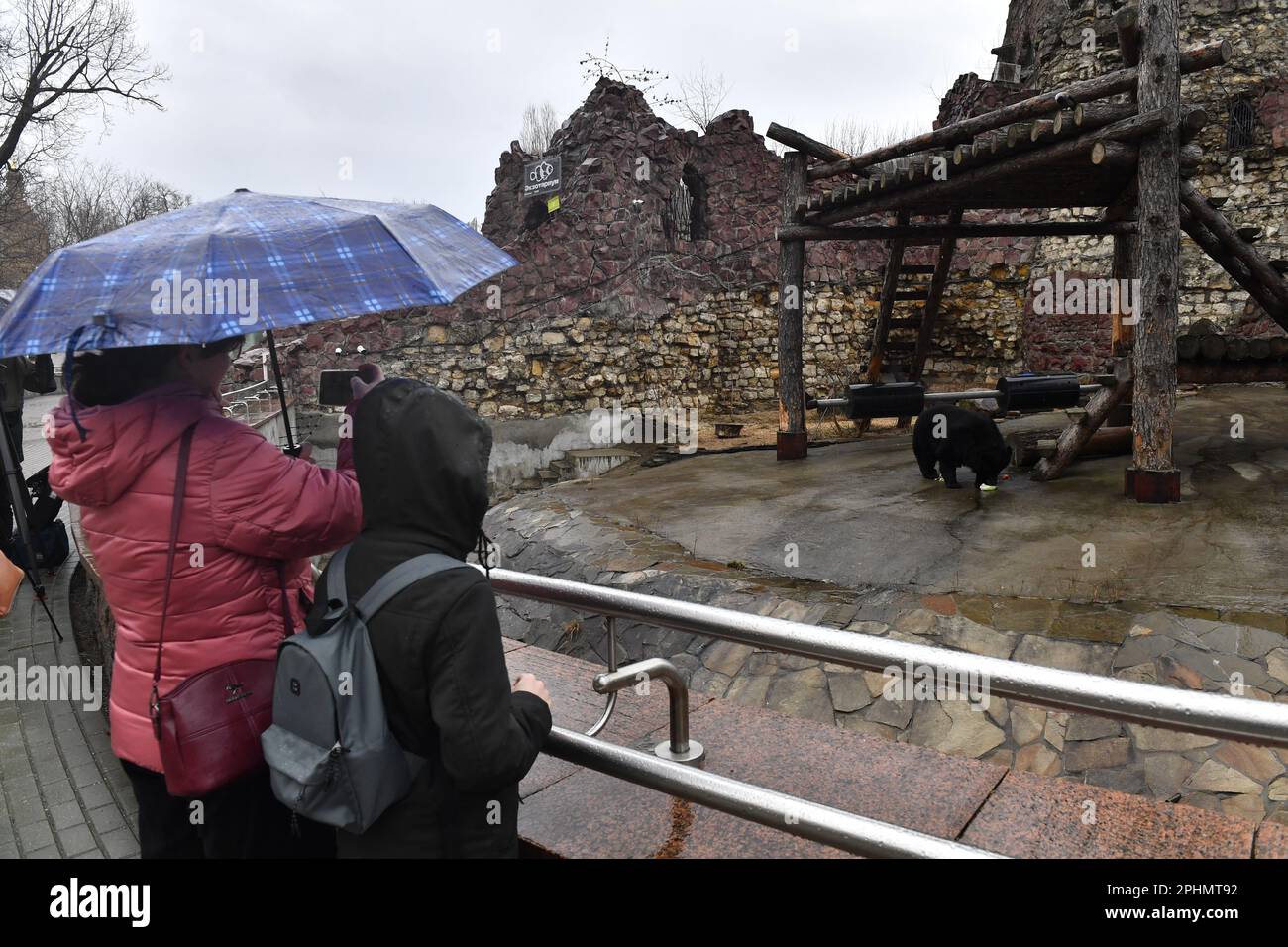 'Moscow. Himalayan bear Aladdin waking up after hibernation in the ...
