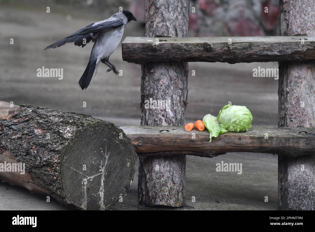 'Moscow. A crow in a bear enclosure at the Moscow Zoo. ' Stock Photo ...