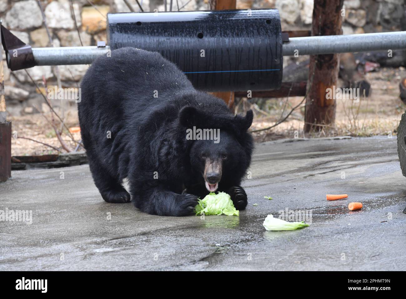 'Moscow. Himalayan bear Aladdin waking up after hibernation in the ...