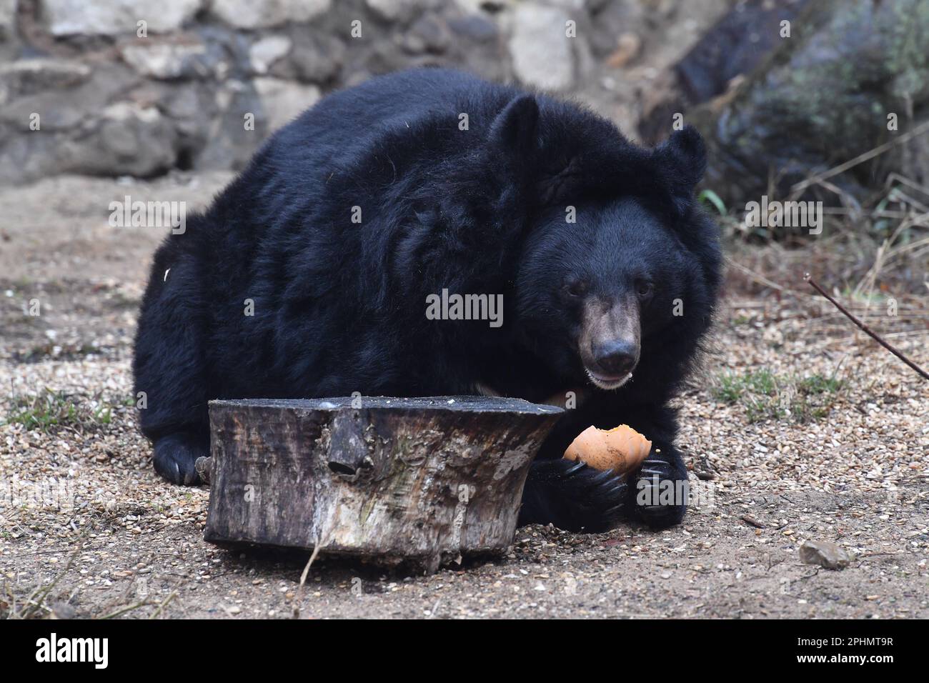 'Moscow. Himalayan bear Aladdin waking up after hibernation in the ...