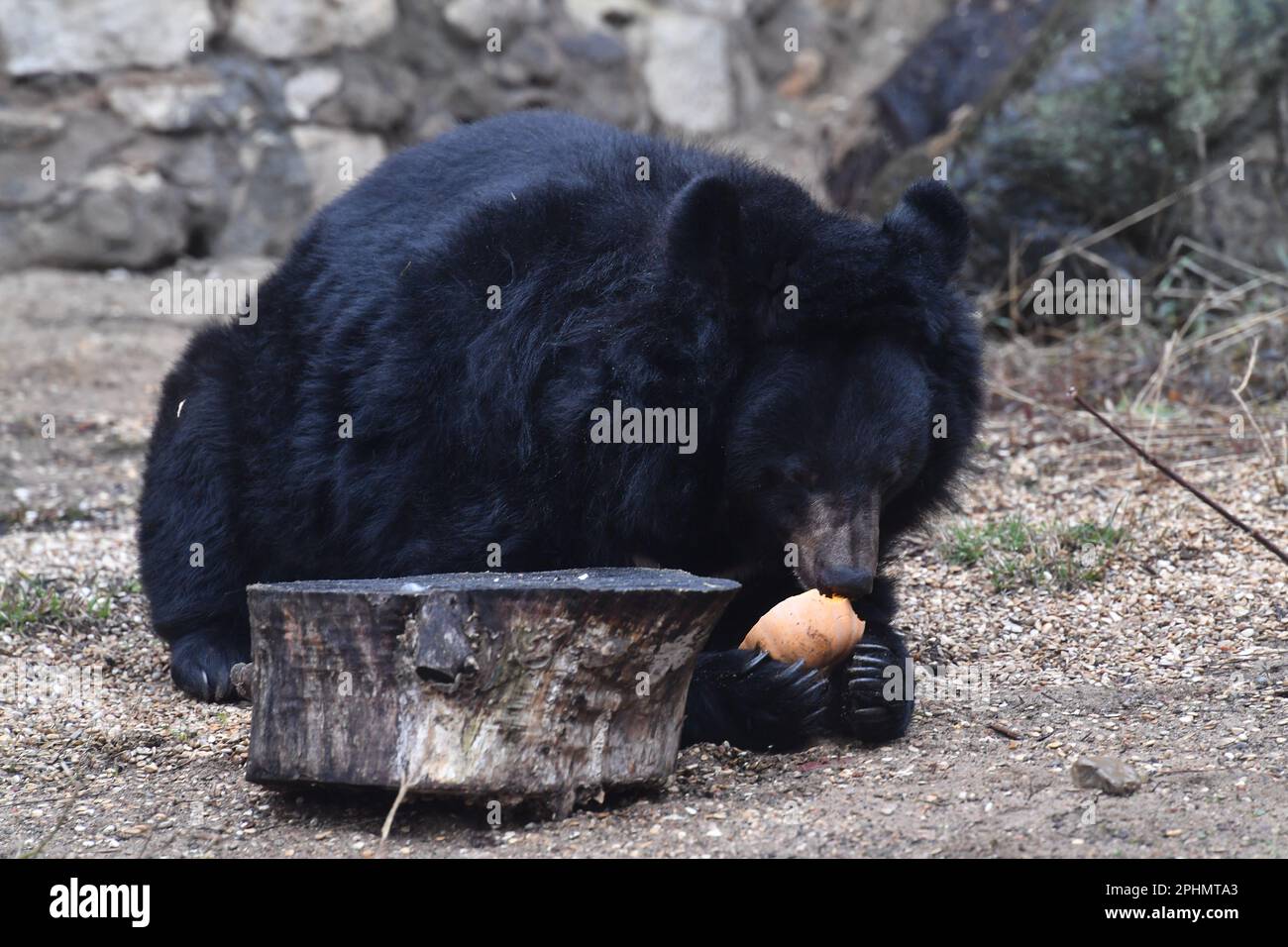 'Moscow. Himalayan bear Aladdin waking up after hibernation in the ...