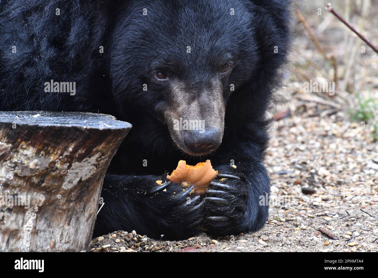 'Moscow. Himalayan bear Aladdin waking up after hibernation in the ...