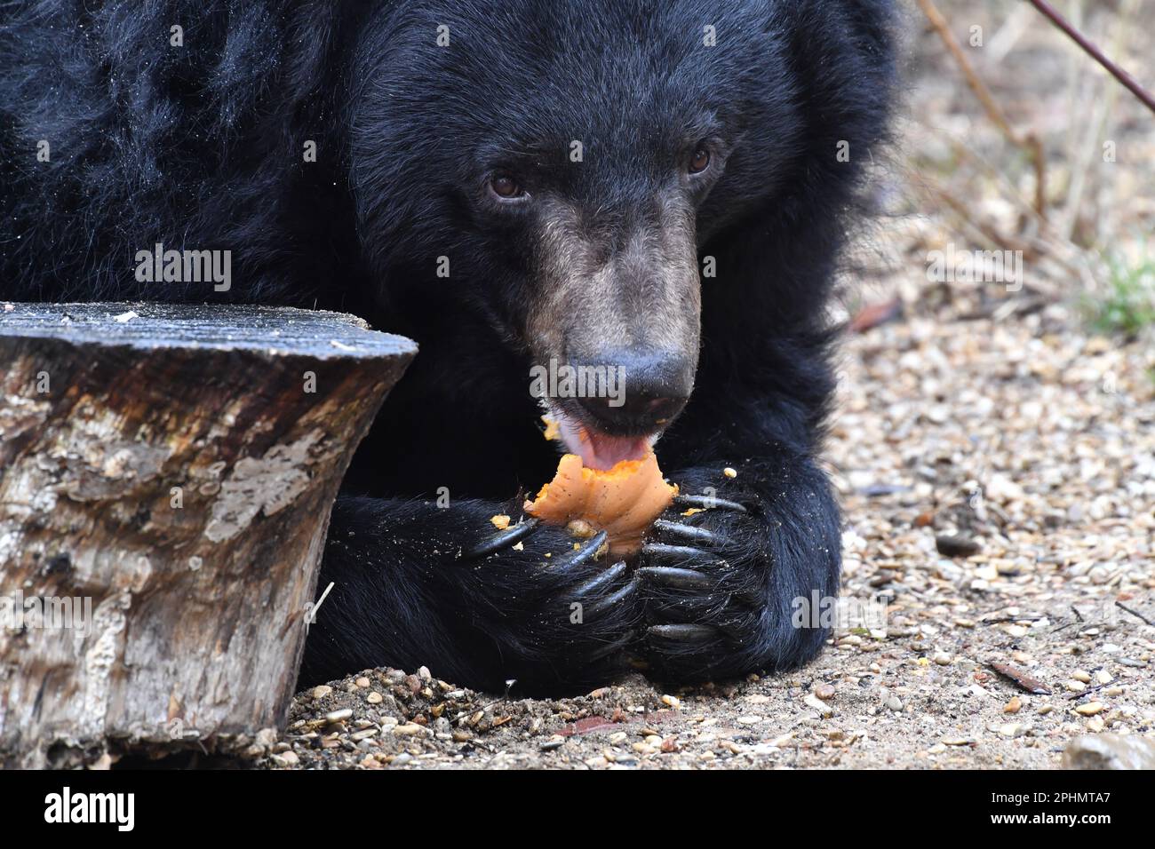 'Moscow. Himalayan bear Aladdin waking up after hibernation in the ...