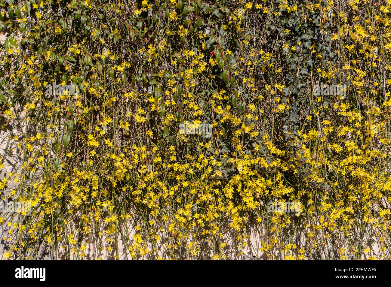 Yellow blossoms of broom hanging down a wall for background, also ...