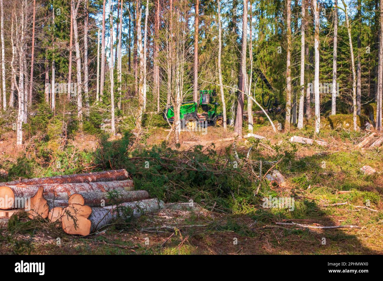 Forest work with a harvester machine for timber harvesting hi-res stock ...