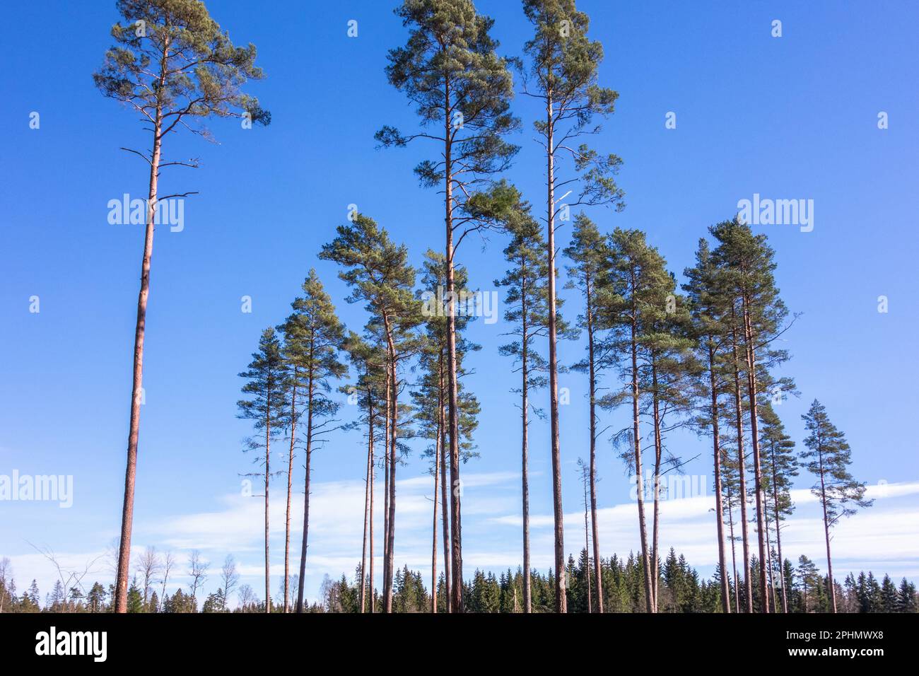 Pines seed hi-res stock photography and images - Alamy