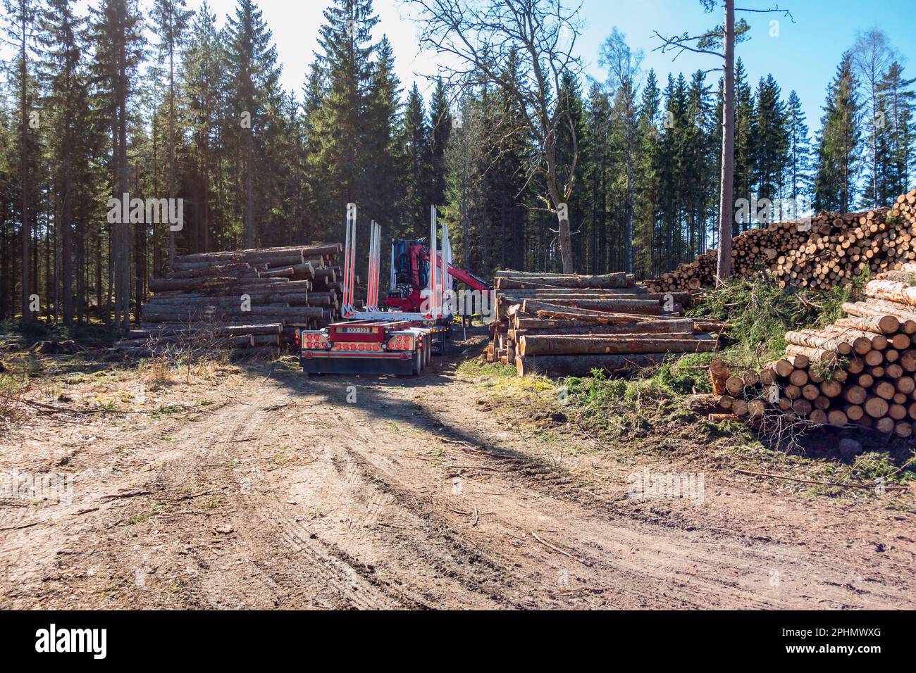 Timber storage in the forest with a truck Stock Photo - Alamy