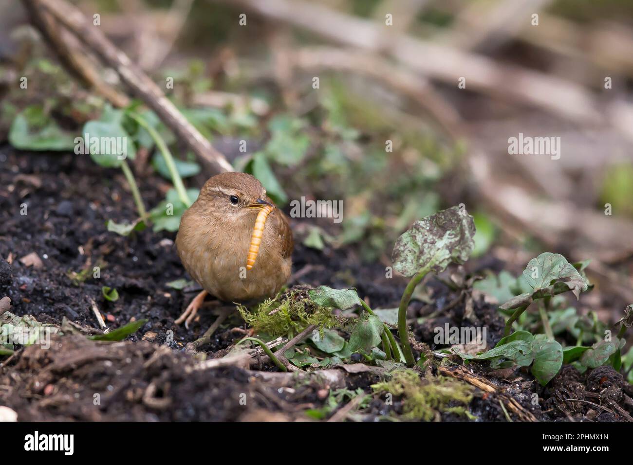 Close up of a wild, UK wren bird (Troglodytes troglodytes) isolated on ...